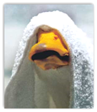 Aflac Duck Gets Fired -“I Want A New Duck” (Video) - Medical Quack